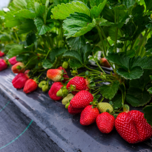 Surecrop Strawberry Plant – Ozark Valley Market